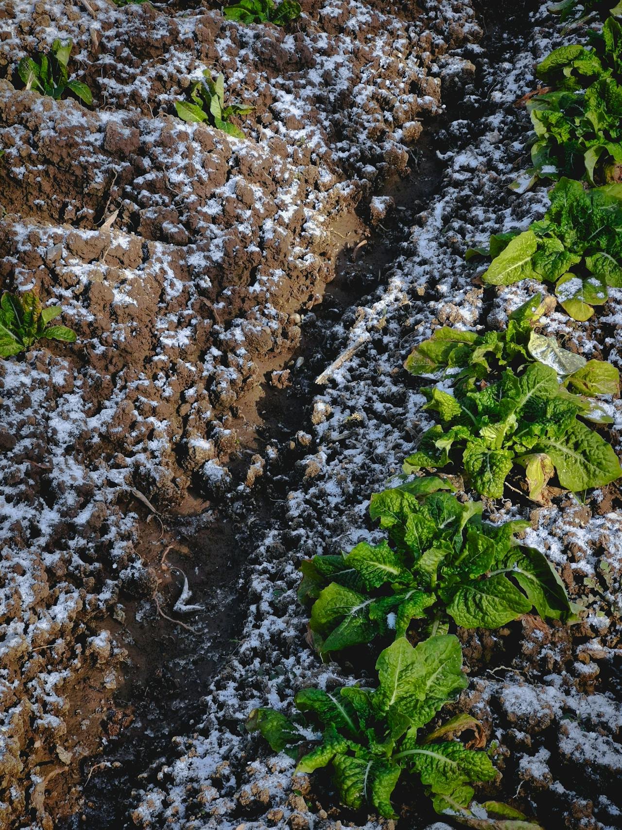 Hortalizas de invierno: cómo aprovechar el huerto durante los meses ...