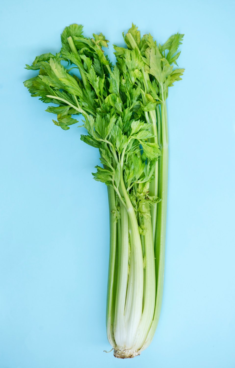 Cómo Cultivar APIO en Maceta desde CERO para principiantes